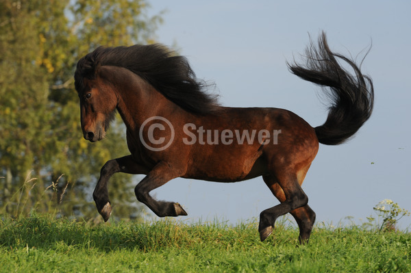 Sabine Stuewer TIERFOTO | Pferdefoto | Pferdefotografie | ID 249336
