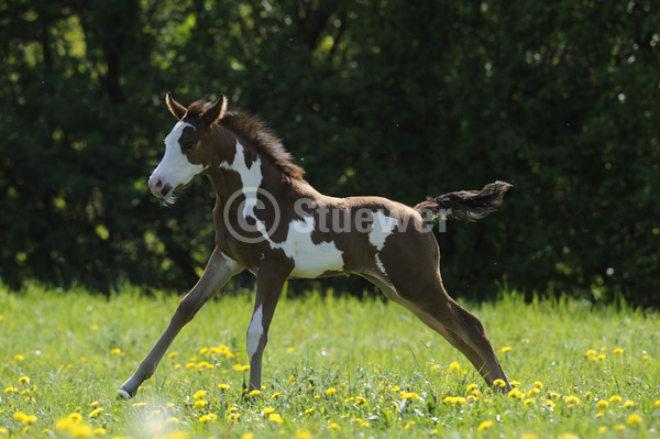 Sabine Stuewer TIERFOTO | Pferdefoto | Pferdefotografie | ID 710191